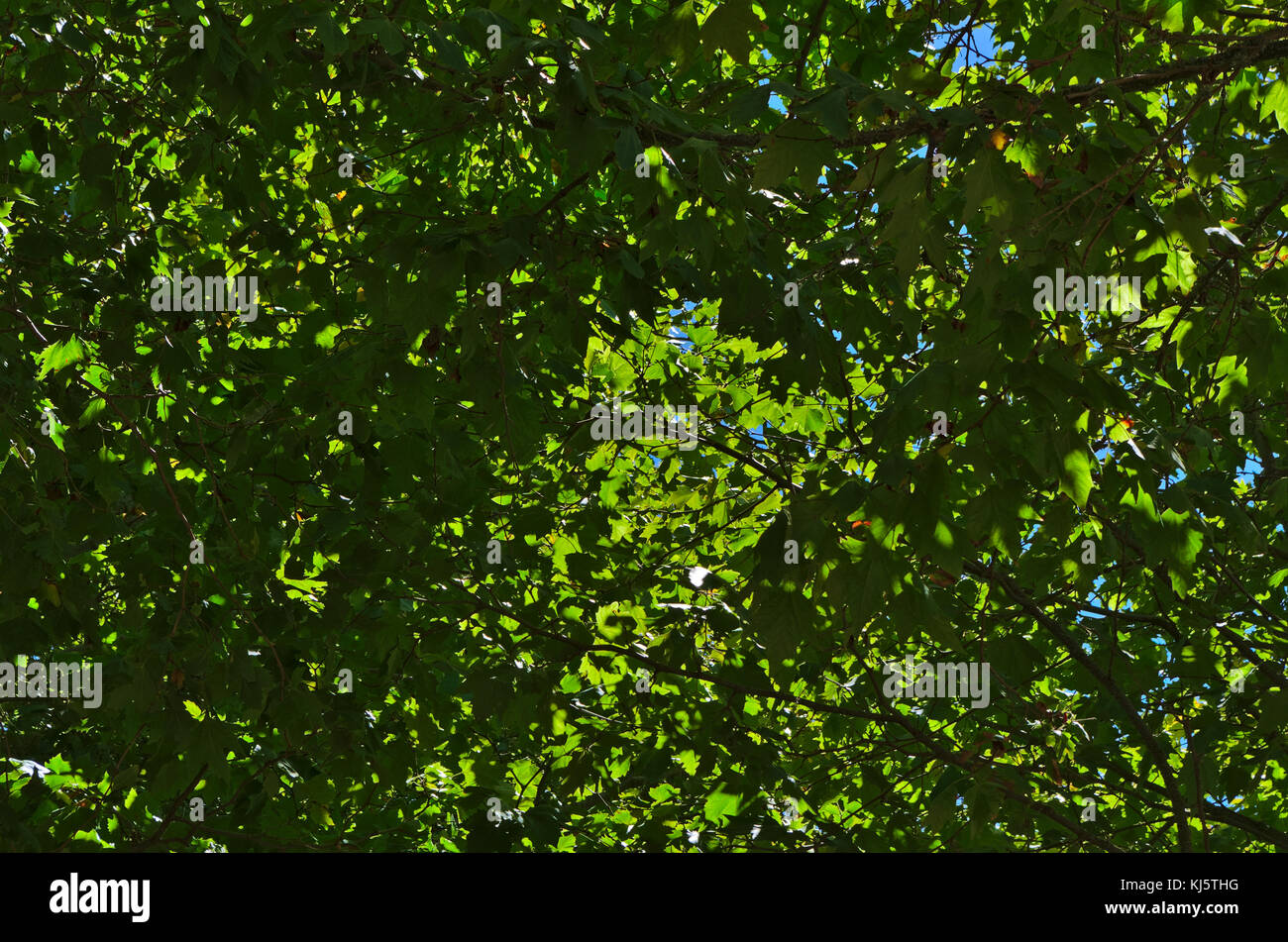 Under view leaves hi-res stock photography and images - Alamy