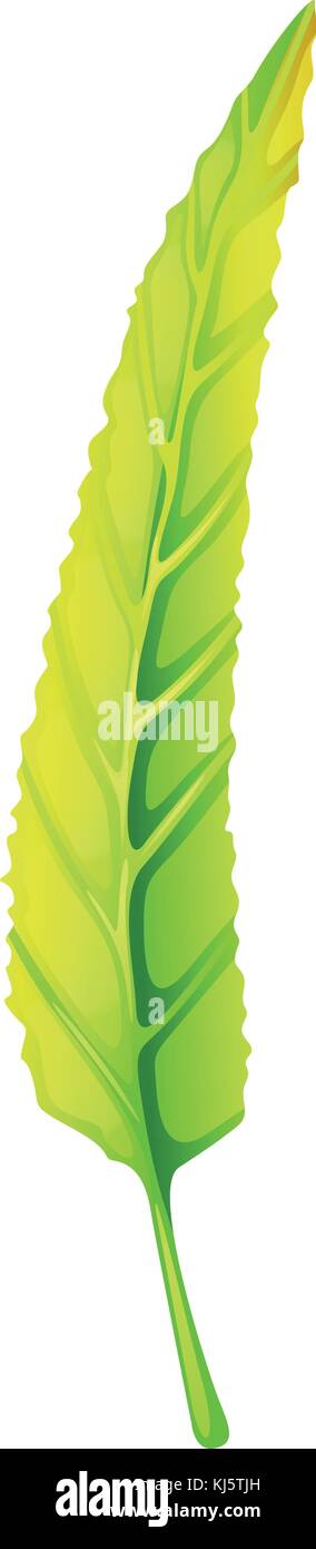Illustration of a green elongated leaf on a white background Stock ...