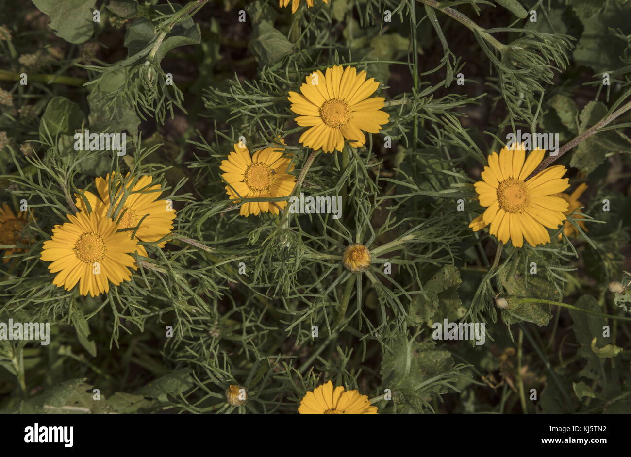 Arabicus hi-res stock photography and images - Alamy