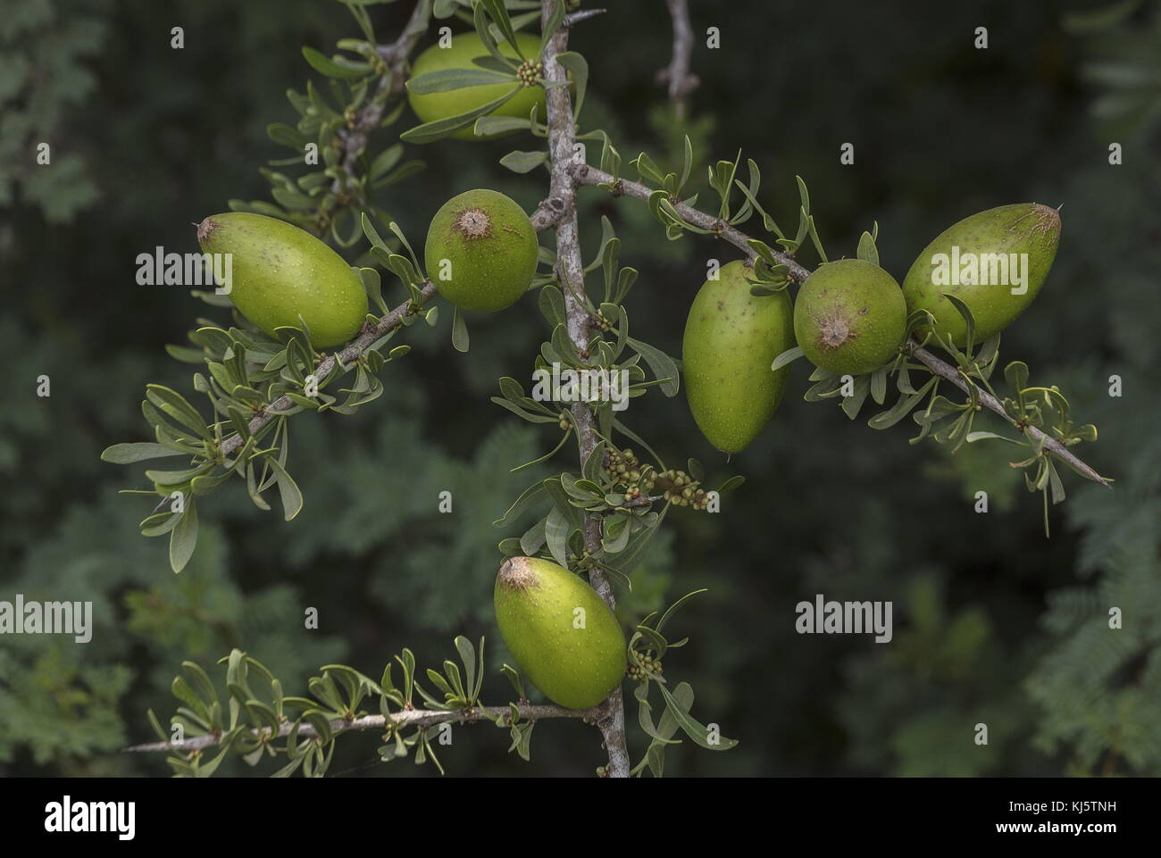 Argan fruit argania spinosa morocco hi-res stock photography and images ...
