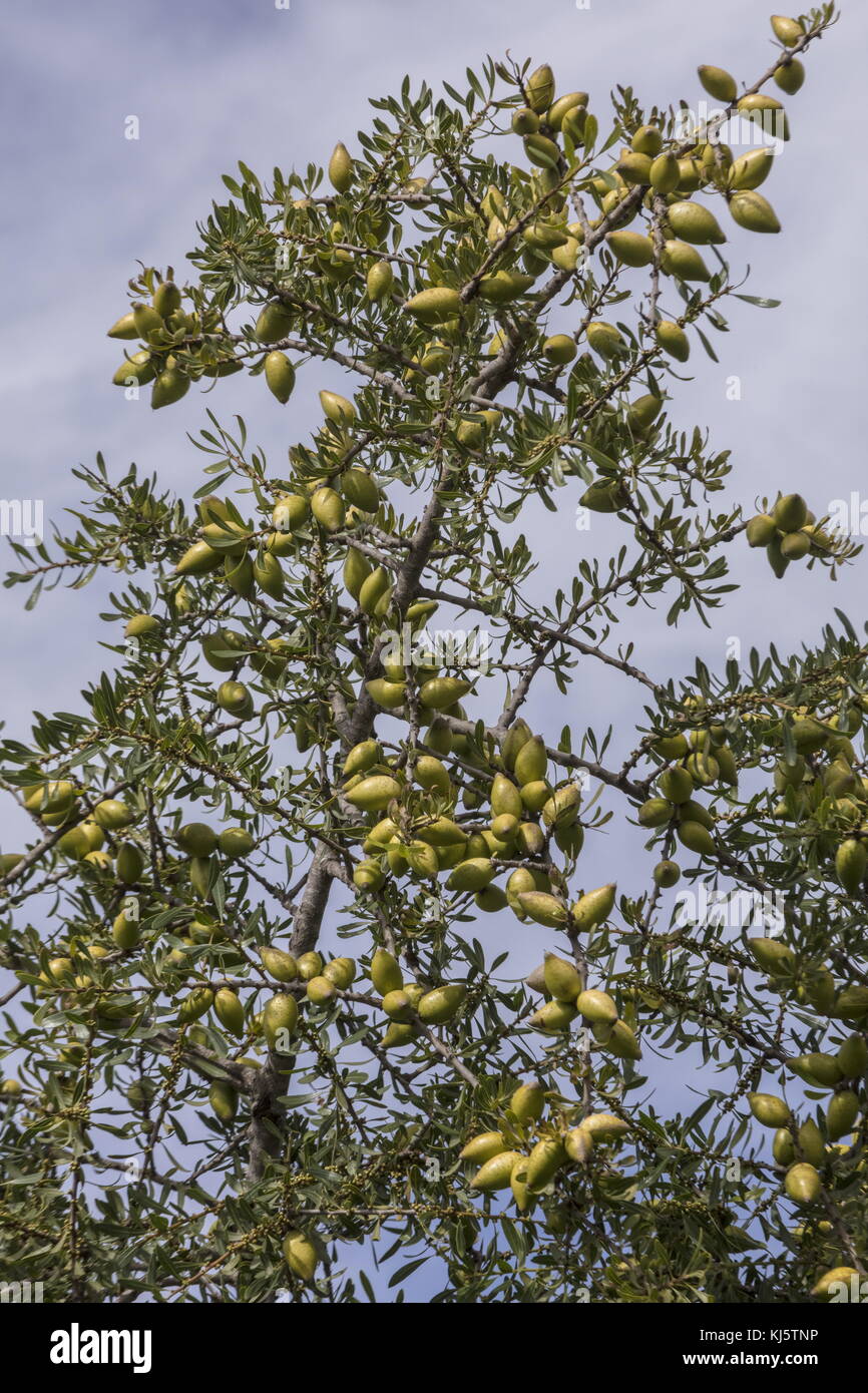 Argan tree seed hi-res stock photography and images - Alamy