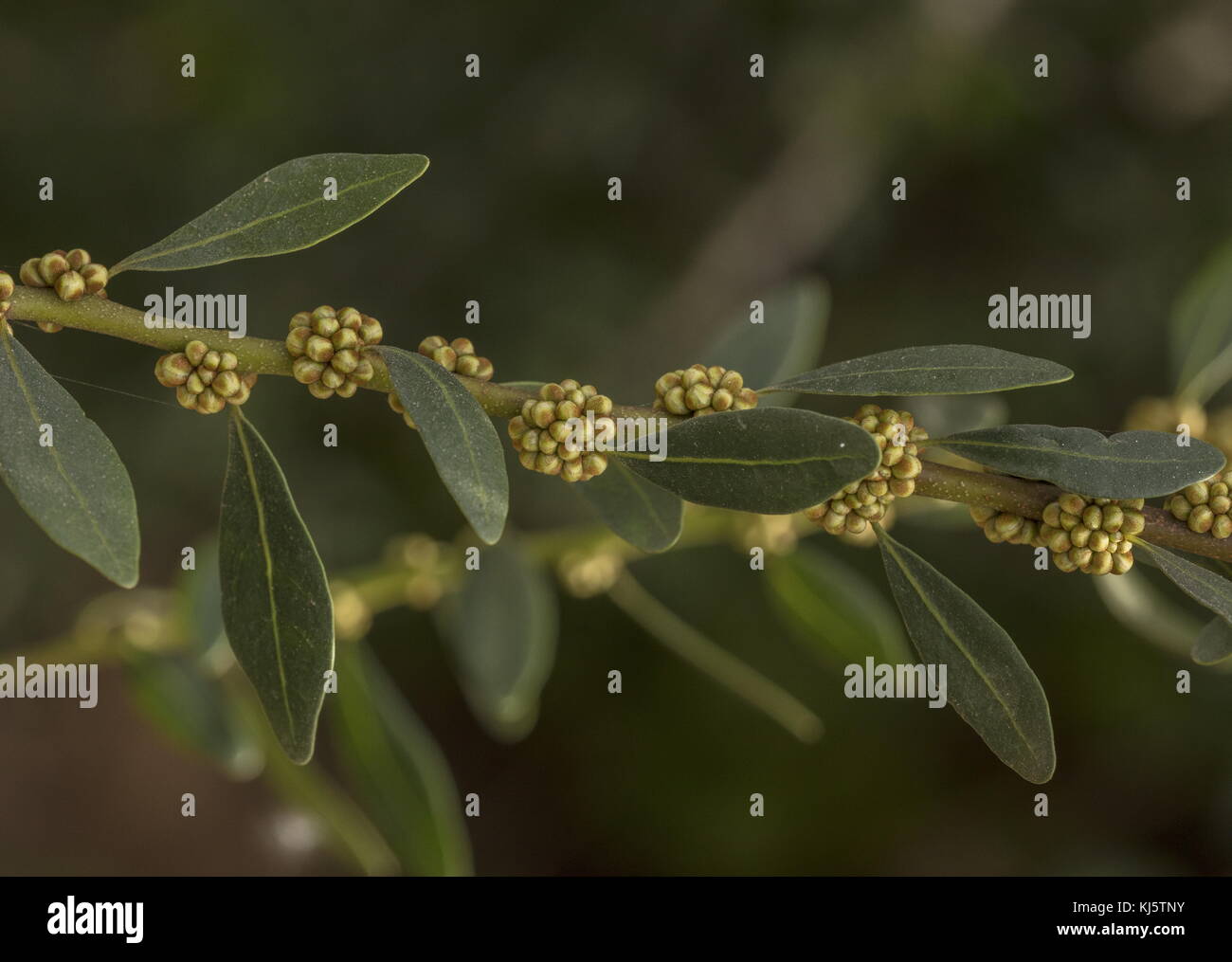 Argan marocain hi-res stock photography and images - Alamy