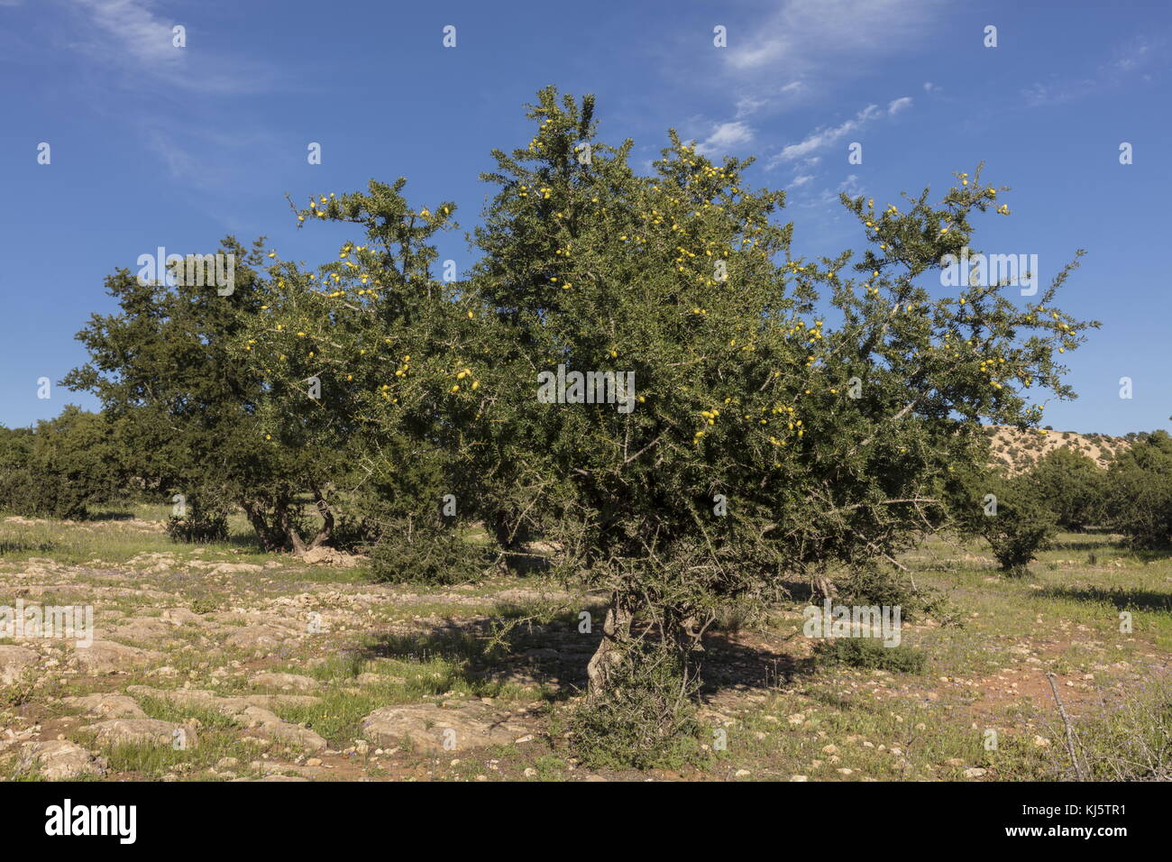 Argan tree seed hi-res stock photography and images - Alamy