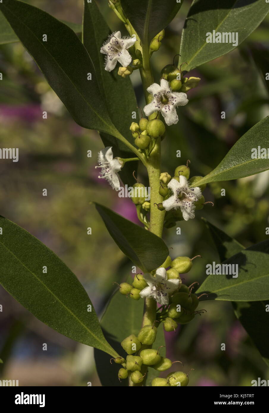 Ngaio tree hi-res stock photography and images - Alamy