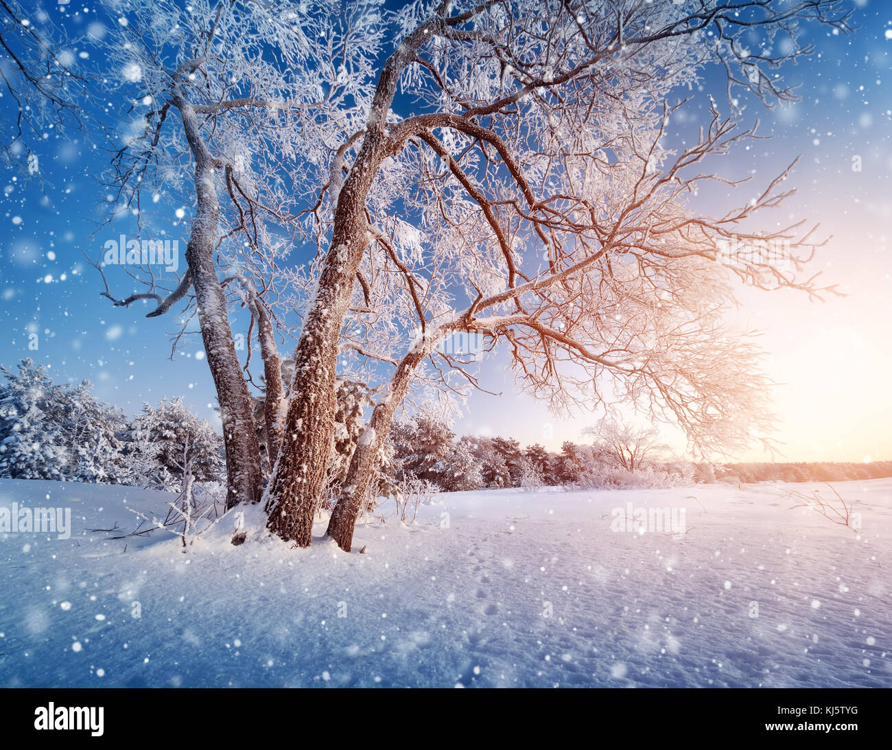 Tree in winter landscape Stock Photo - Alamy