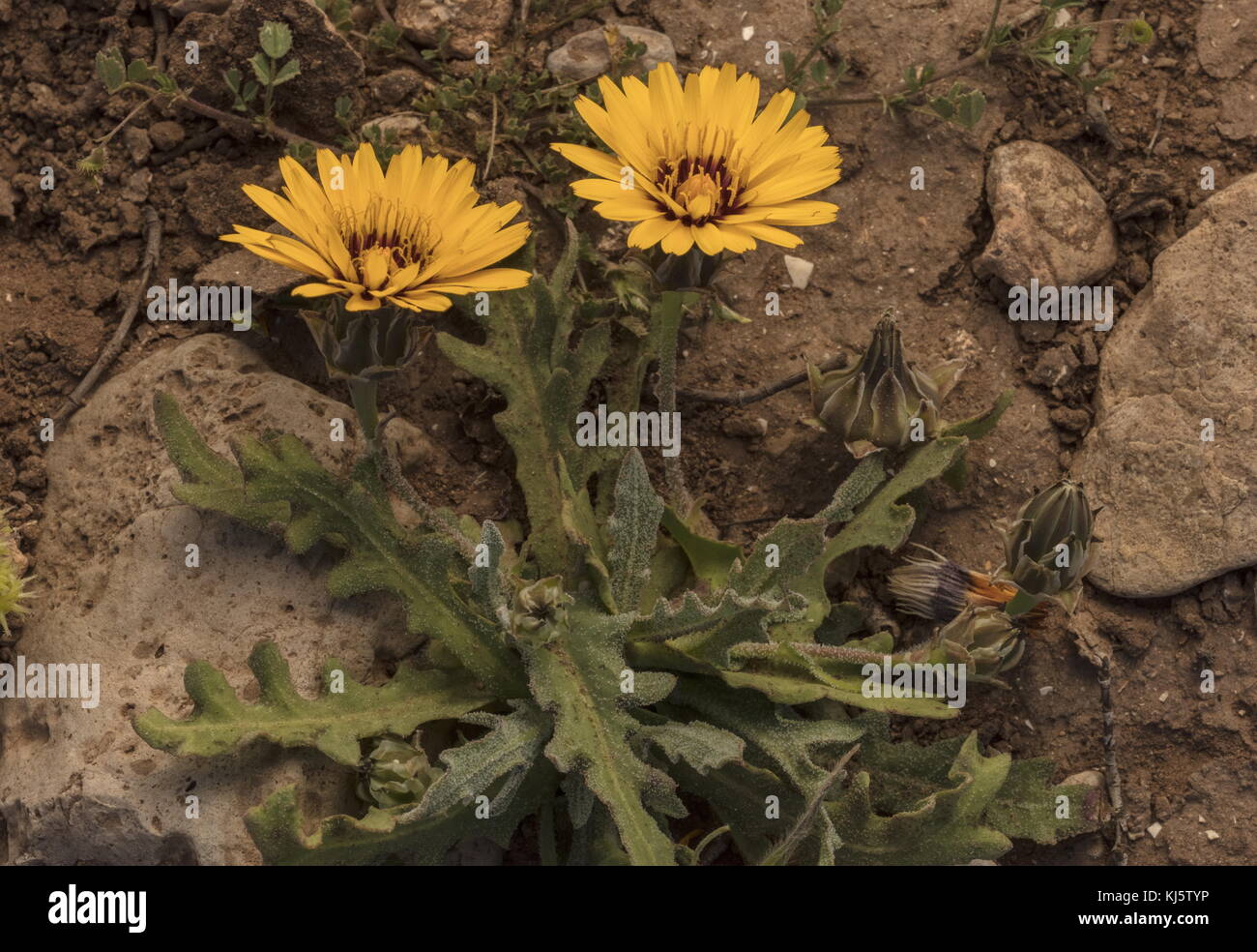 False sowthistle reichardia tingitana asteraceae hi-res stock ...