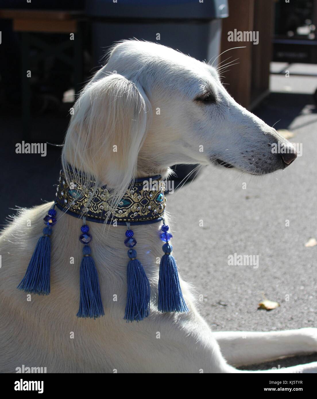 SAluki (PErsian Greyhound) portrait - dog show Stock Photo - Alamy