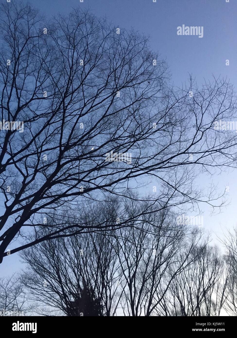 Leafless trees in autumn Stock Photo - Alamy