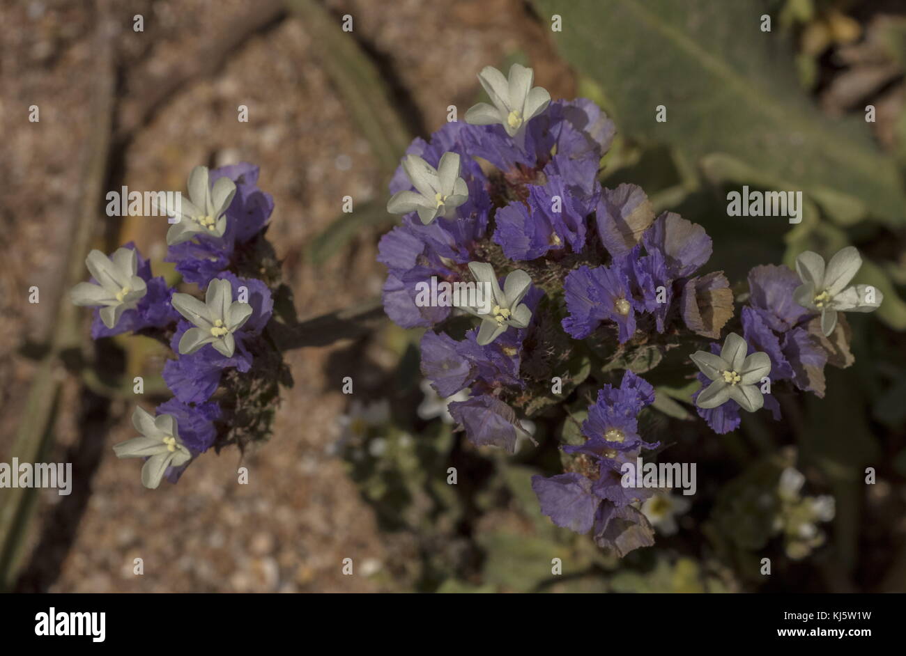 Wavyleaf sea lavender, Limonium sinuatum, in flower on the south-west ...