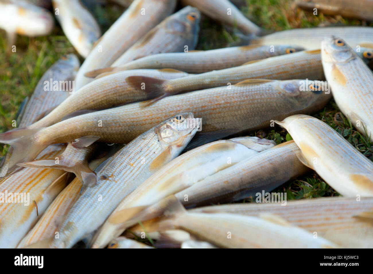 Grayling, a rare and tasty fish lives in the mountain rivers Stock ...