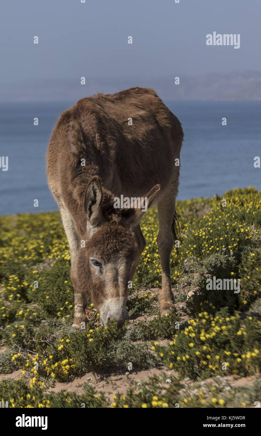 Donkey grazing coastal scrub near Cap Rhir, south-west Morocco Stock ...