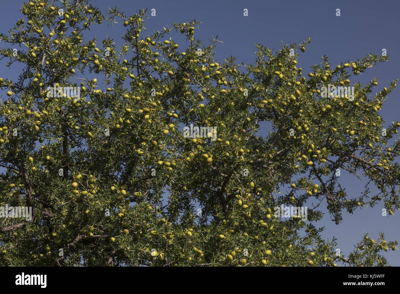 Argan tree seed hi-res stock photography and images - Alamy