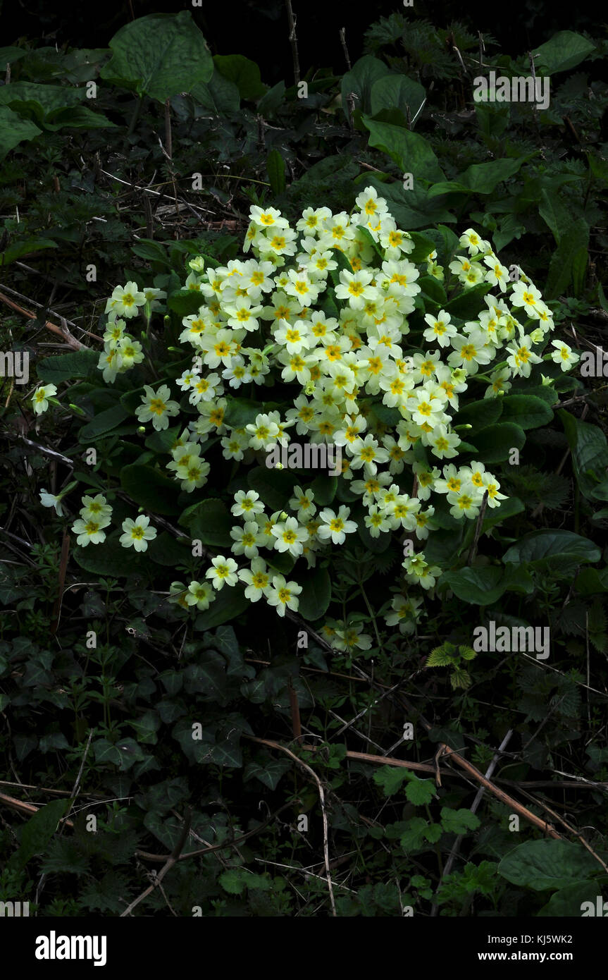 English primrose wild primroses hi-res stock photography and images - Alamy