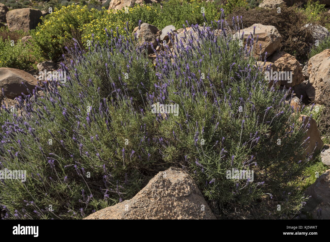 Fringed Lavender, Lavandula dentata, in flower in the Atlas Mountains ...