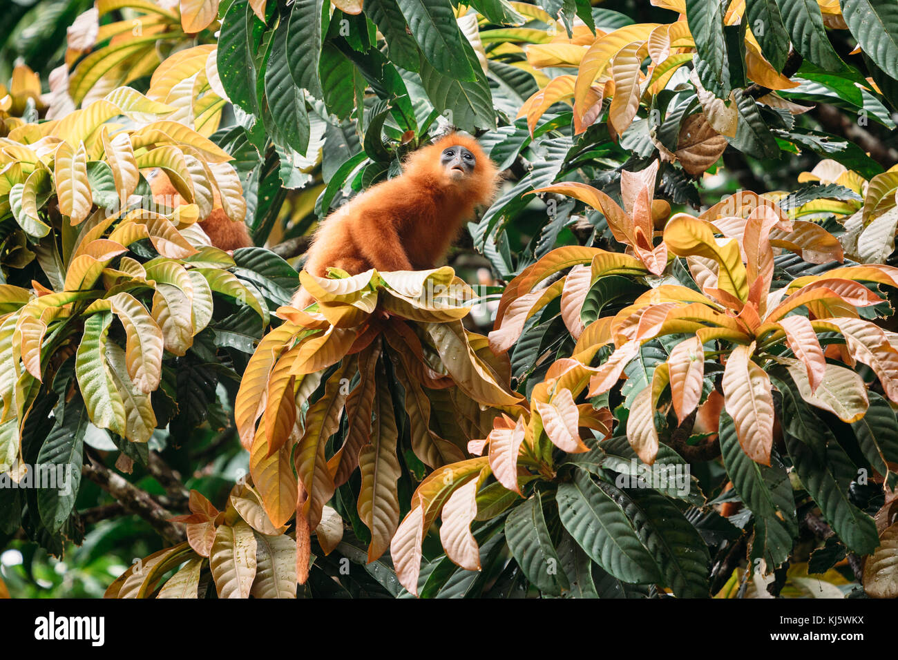 Maroon leaf monkey in Borneo Stock Photo - Alamy