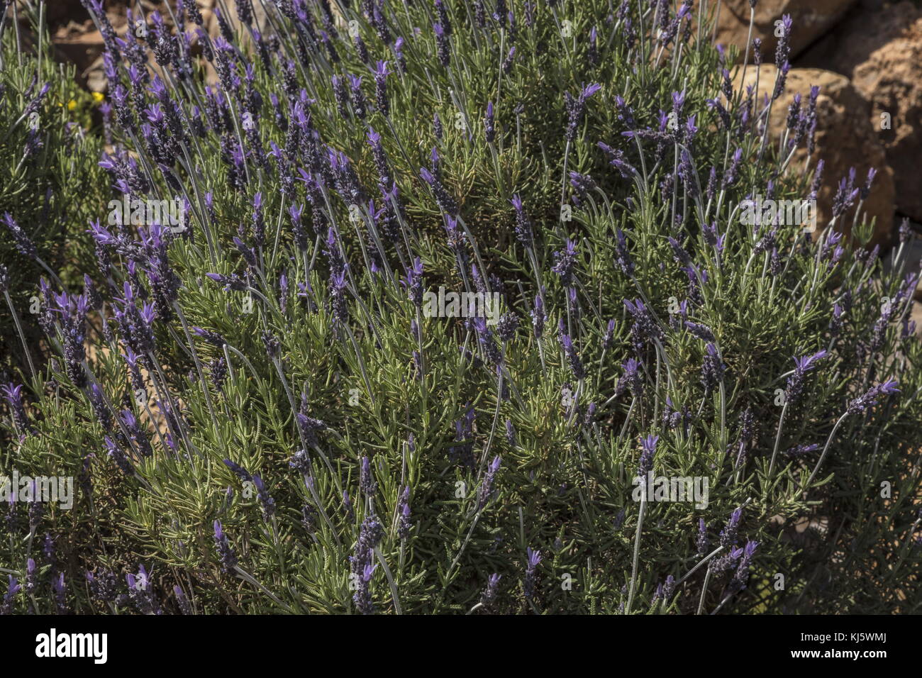 Fringed Lavender, Lavandula dentata, in flower in the Atlas Mountains ...