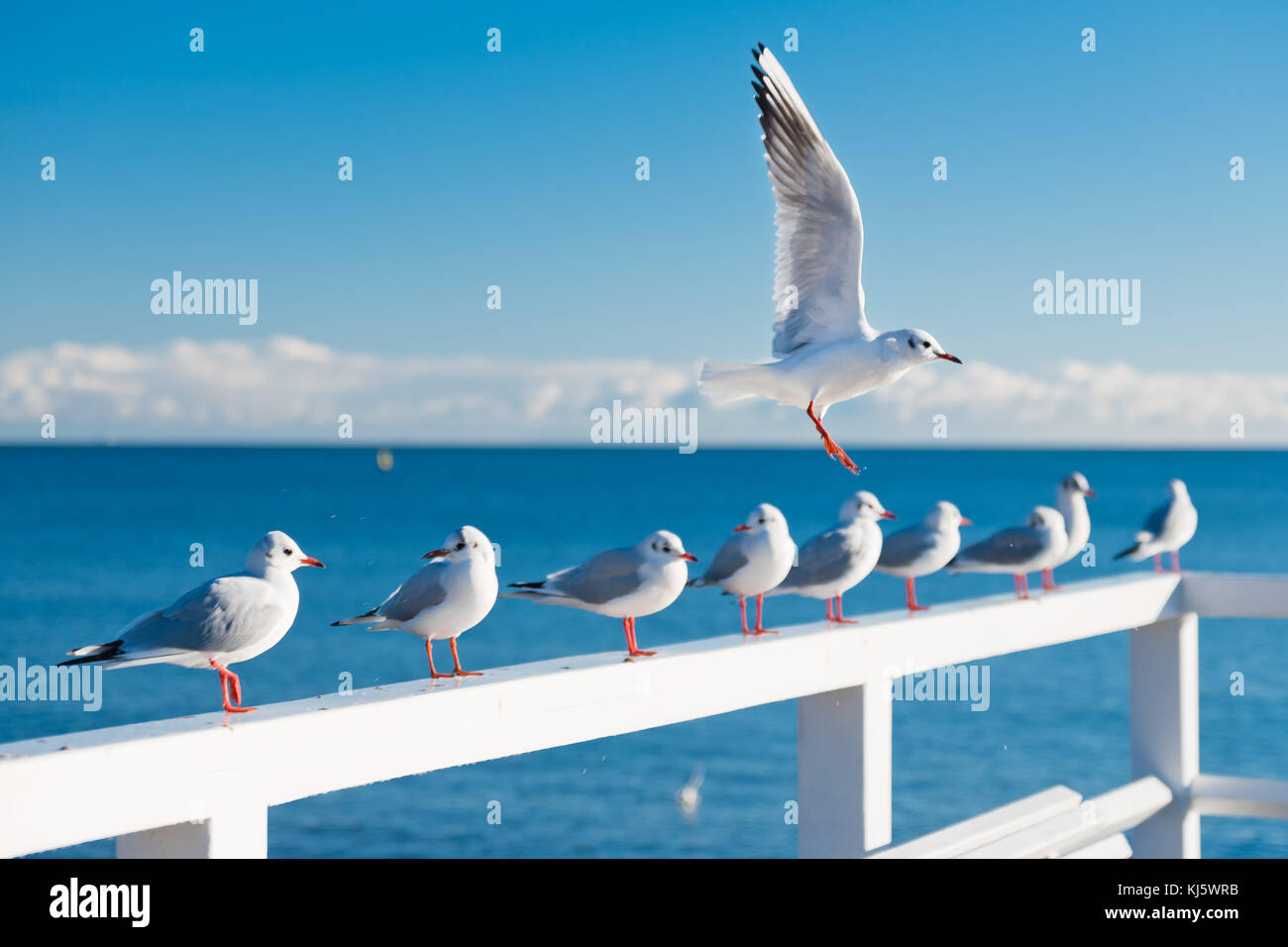 Gull flying, in the background gulls sitting on the railing Stock Photo ...