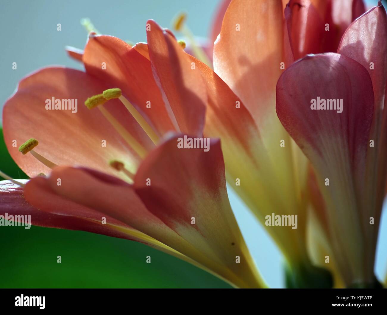 Orange and Yellow freesia plant Stock Photo - Alamy