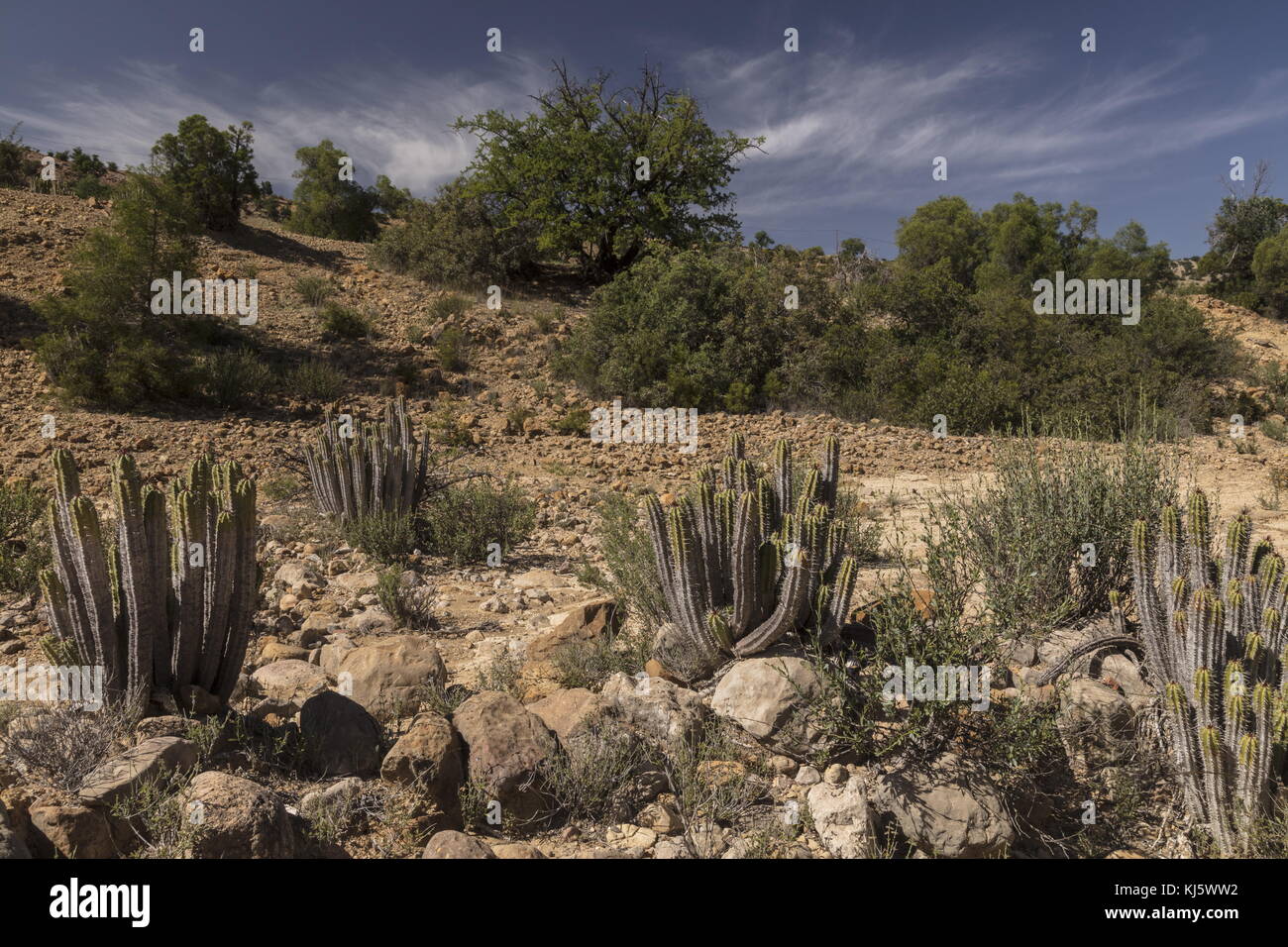 Plain marocain hi-res stock photography and images - Alamy