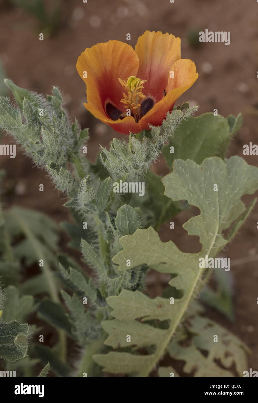 Blackspot hornpoppy hi-res stock photography and images - Alamy