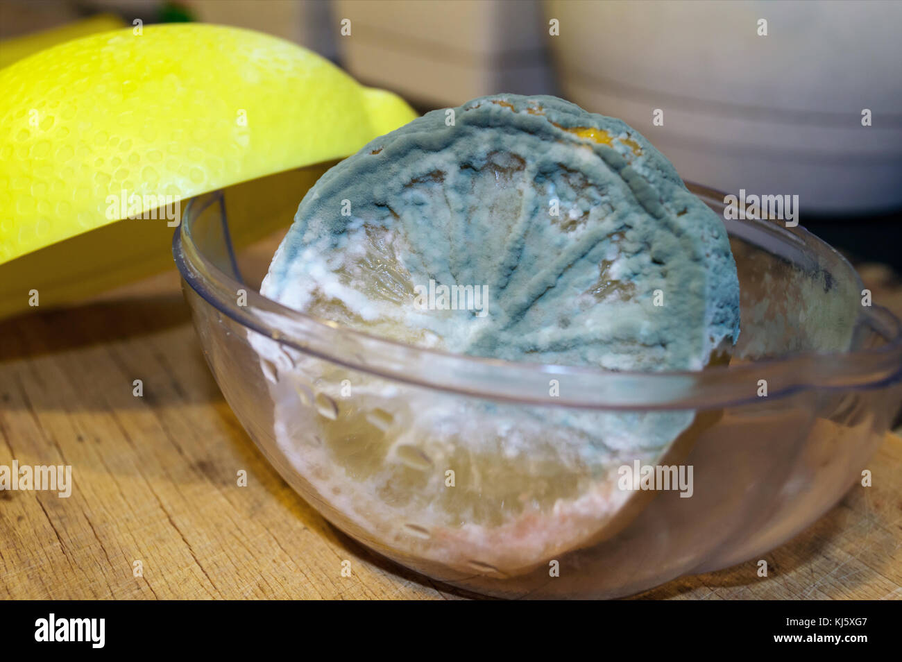 putrefied lemon covered in white and green mold Stock Photo - Alamy