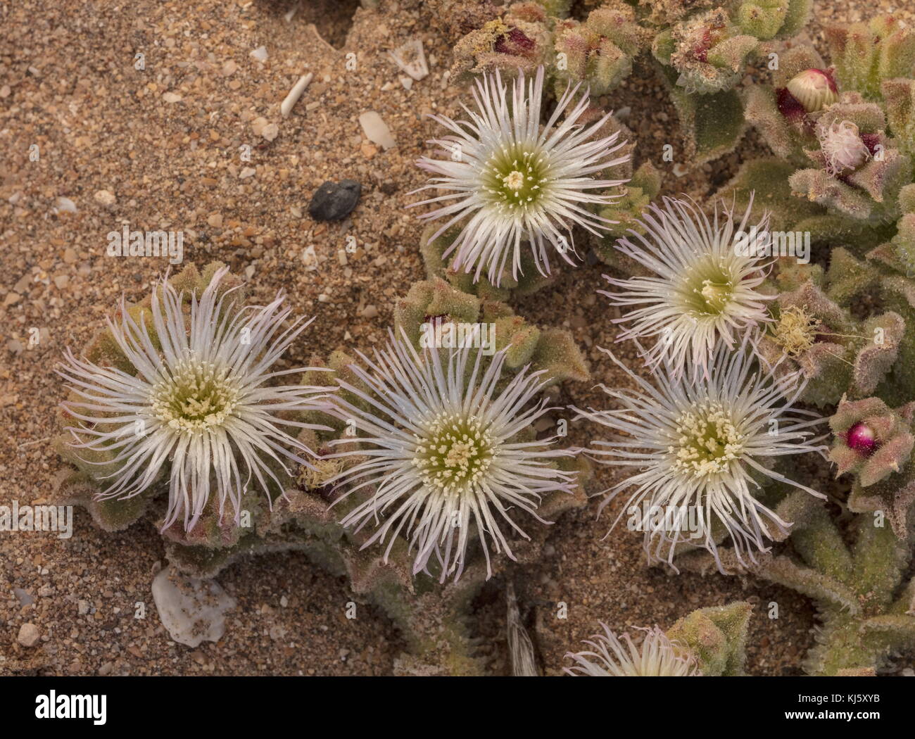 Flower of salt hi-res stock photography and images - Alamy