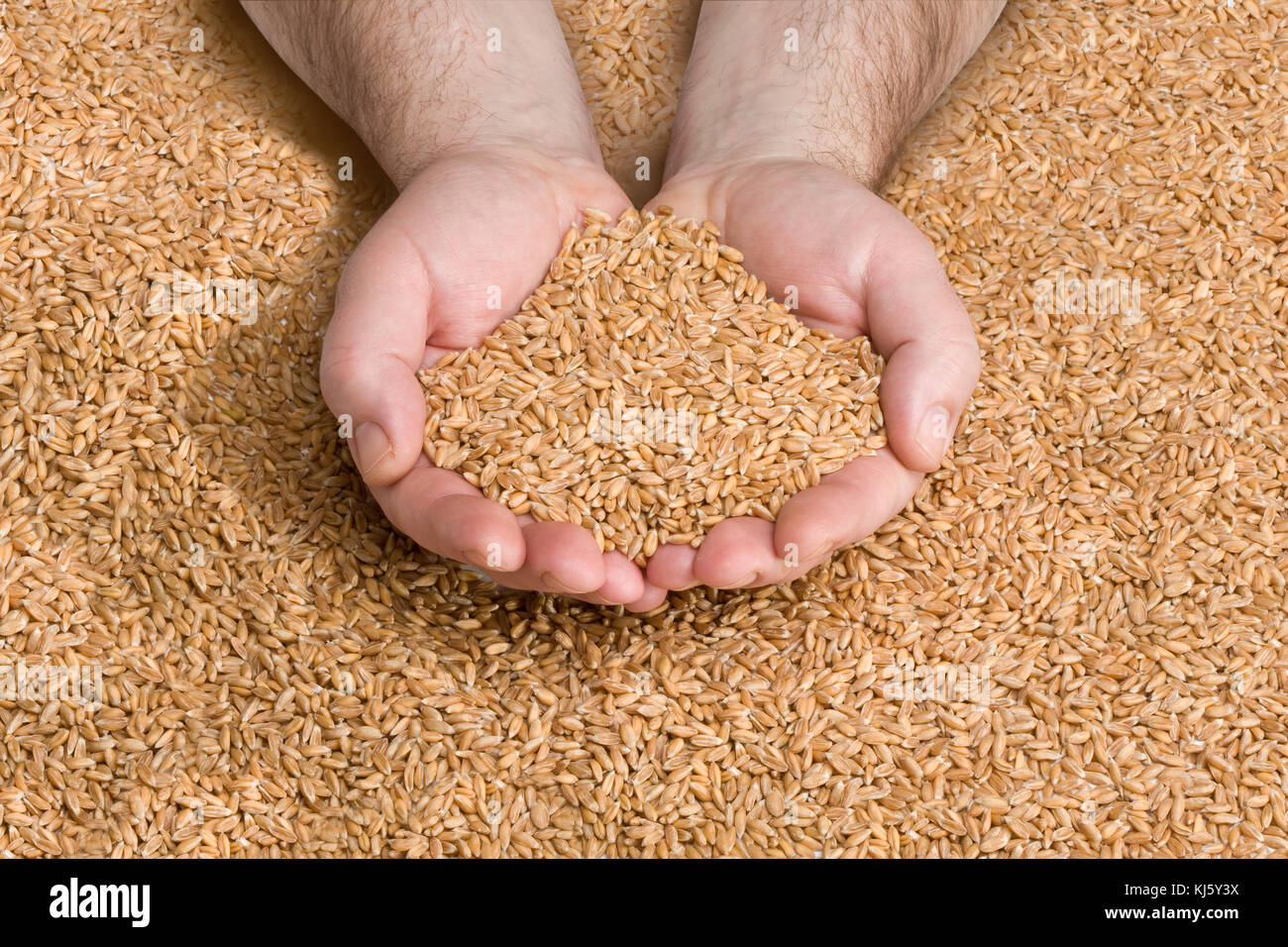 Wheat grains in hands at mill storage with clipping path Stock Photo ...