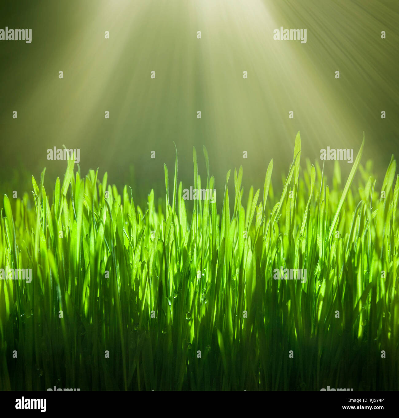 Bright vibrant green grass close-up Stock Photo - Alamy