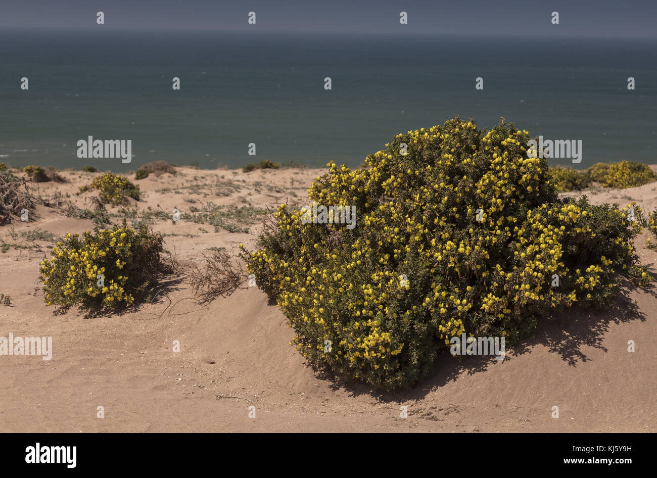Yellow restharrow, Ononis natrix, in flower on the Atlantic coast of ...