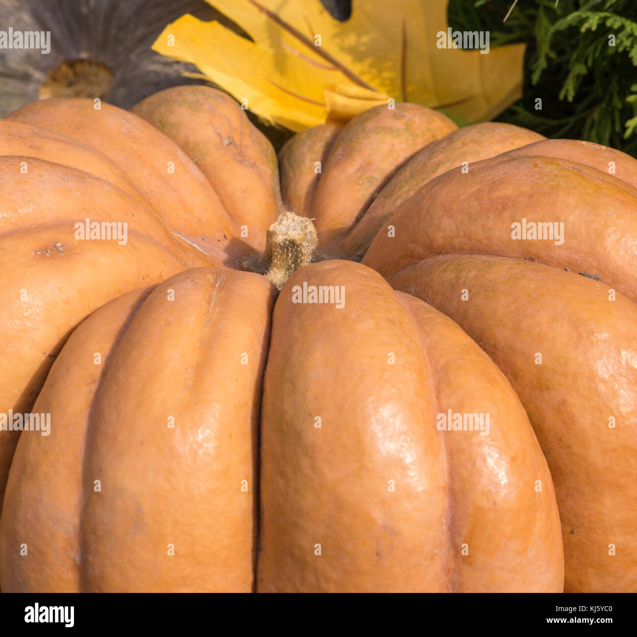 orange pumpkin at autumn harvest festival. background, vegetables Stock ...
