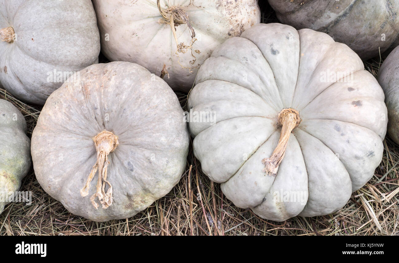 gray pumpkin on hay or straw. seasonal vegetables, autumn Stock Photo ...