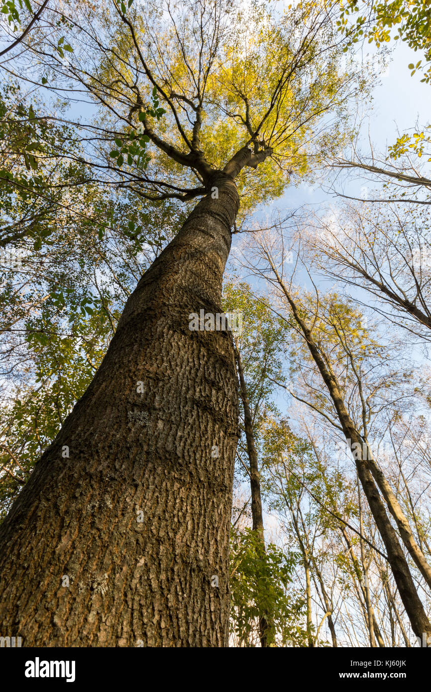 Tall tree hi-res stock photography and images - Alamy
