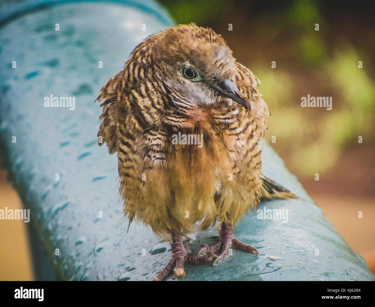 Wet Zebra Dove bird perched on a balcony during a rain shower in Kauai ...