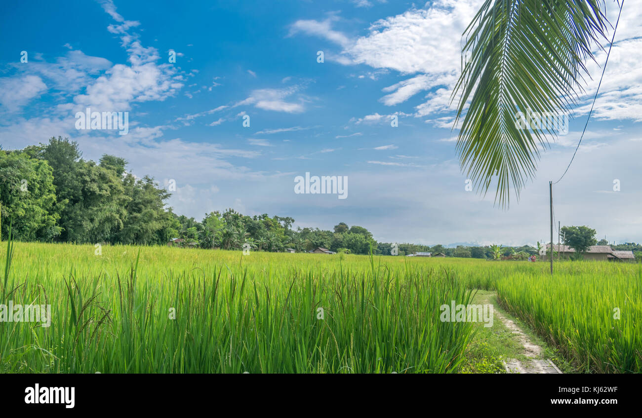 Assam paddy field hi-res stock photography and images - Alamy