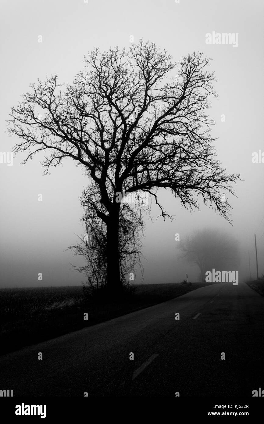 Black and white photo of a tree in the farmland of LaPorte County ...