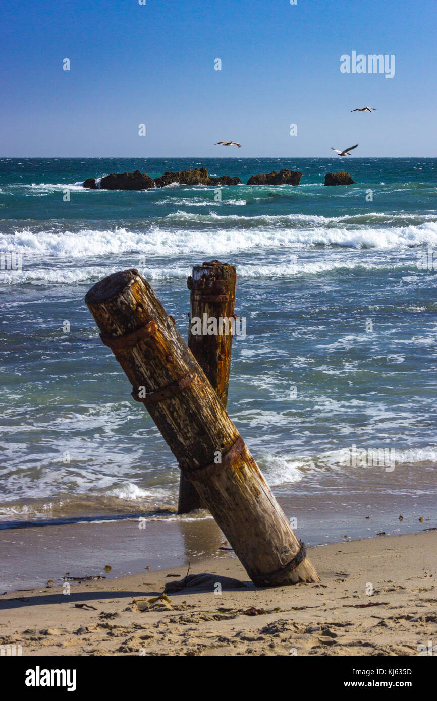 Old logs of the remains of an old pier at Malibu Point, Malibu ...