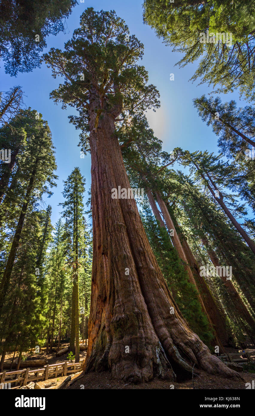 General sherman giant sequoia sequoiadendron hi-res stock photography ...