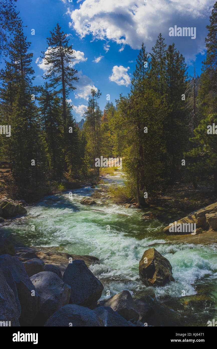 Winding Marble Fork Kaweah River flowing through the dense forest along ...