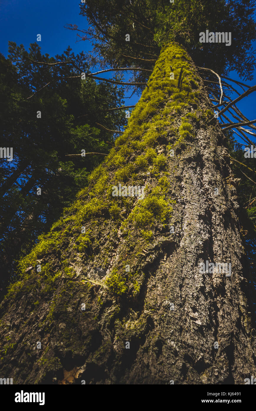 Low-angle close-up of a large, moss-covered spruce tree, Sequoia ...