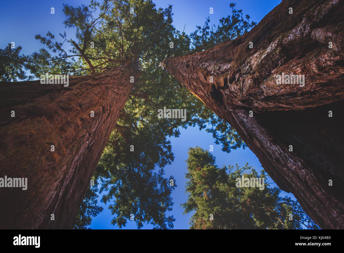 Low-angle view of two Giant Sequoia Trees along the General Sherman ...