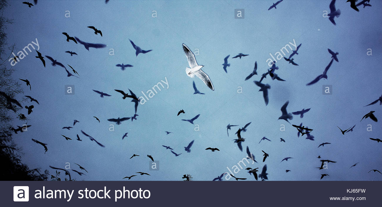 Flying Bird Shadow Stock Photos & Flying Bird Shadow Stock Images - Alamy