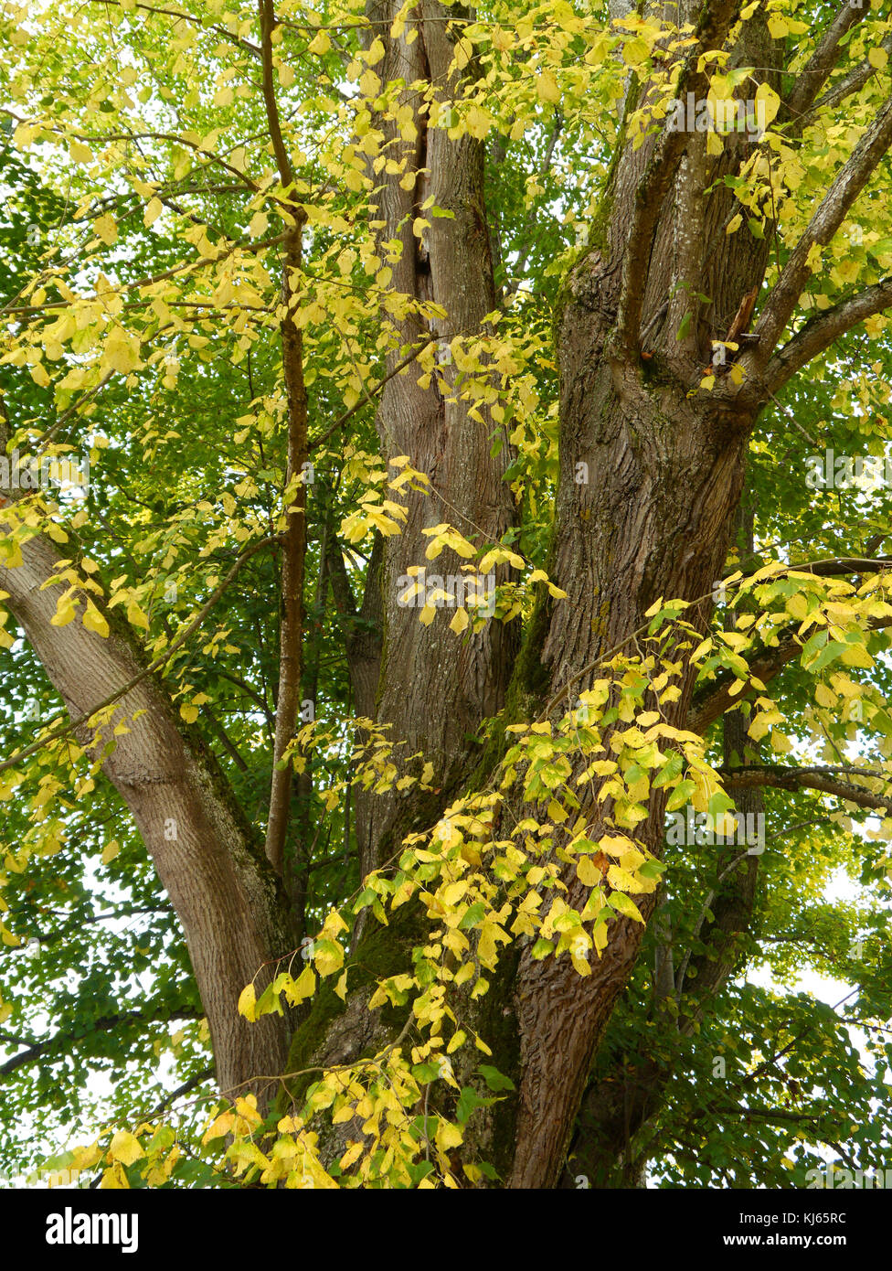 Lime tree bark hi-res stock photography and images - Alamy