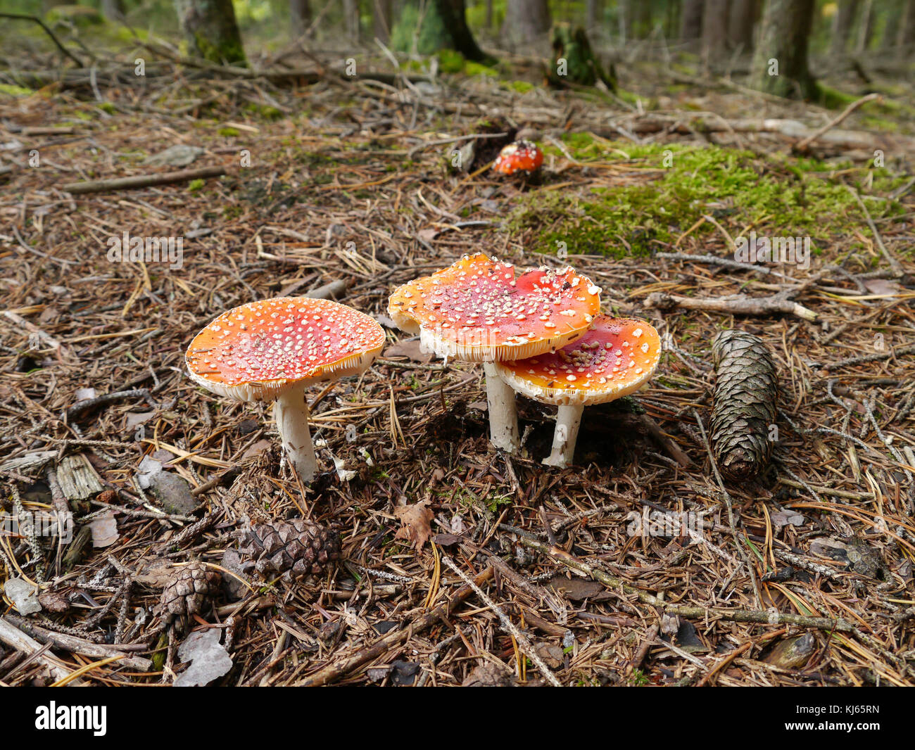 fly agaric on woodground Stock Photo - Alamy