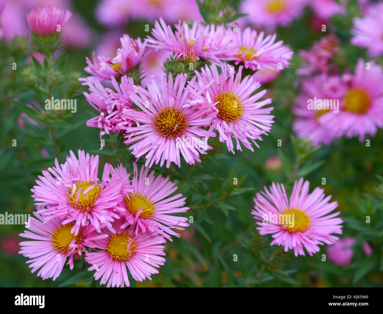 asters in autumn Stock Photo - Alamy