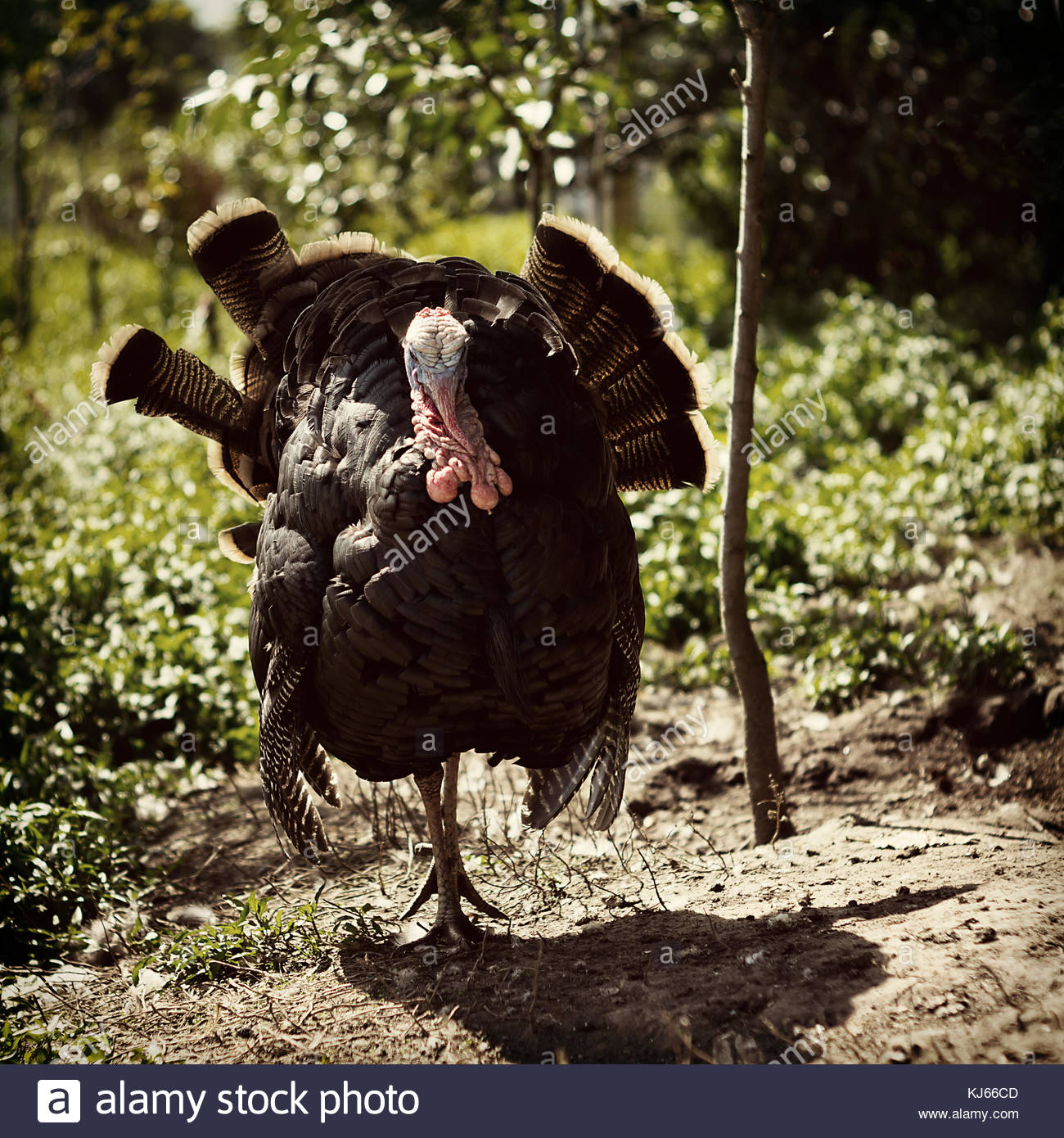 Proletarian Stock Photos & Proletarian Stock Images - Alamy