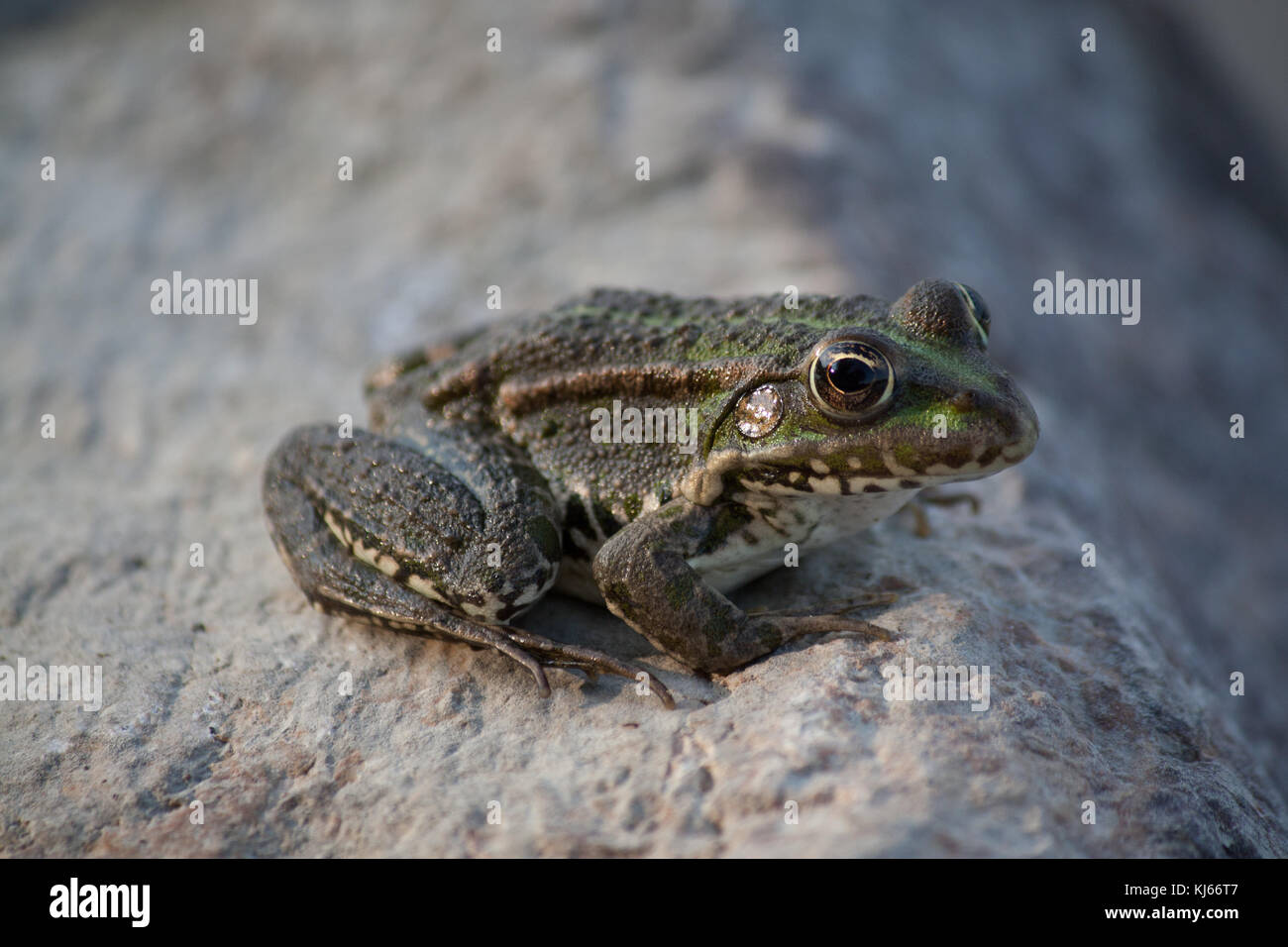 Frog on a rock Stock Photo - Alamy