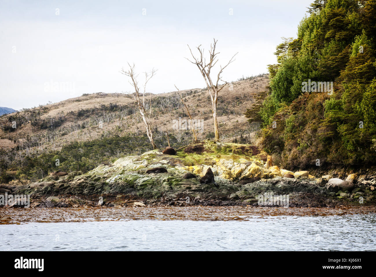 Caleta Wulaia, baie de Wulaia, Chile Stock Photo - Alamy