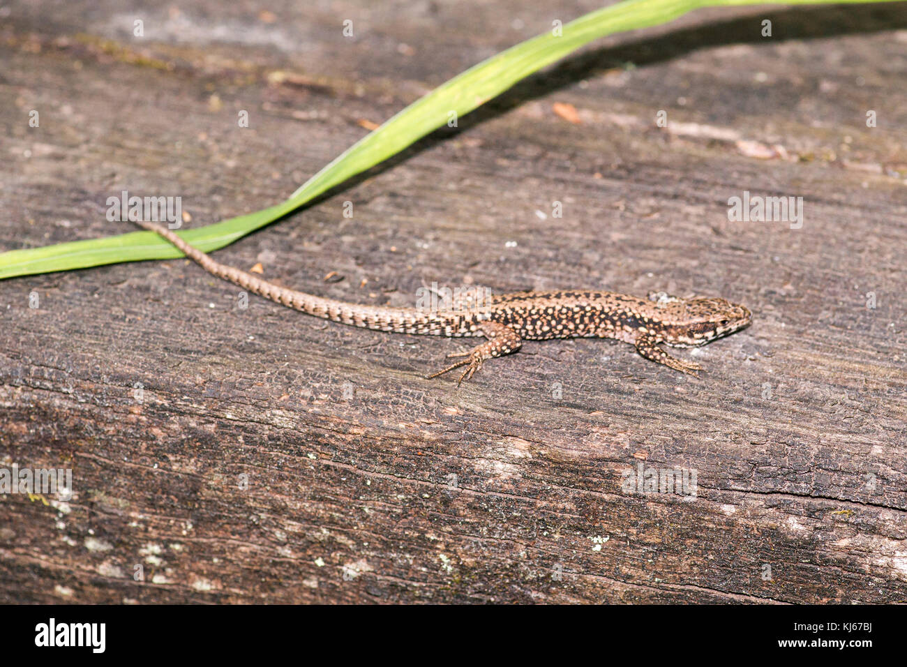 The common lizard Stock Photo - Alamy