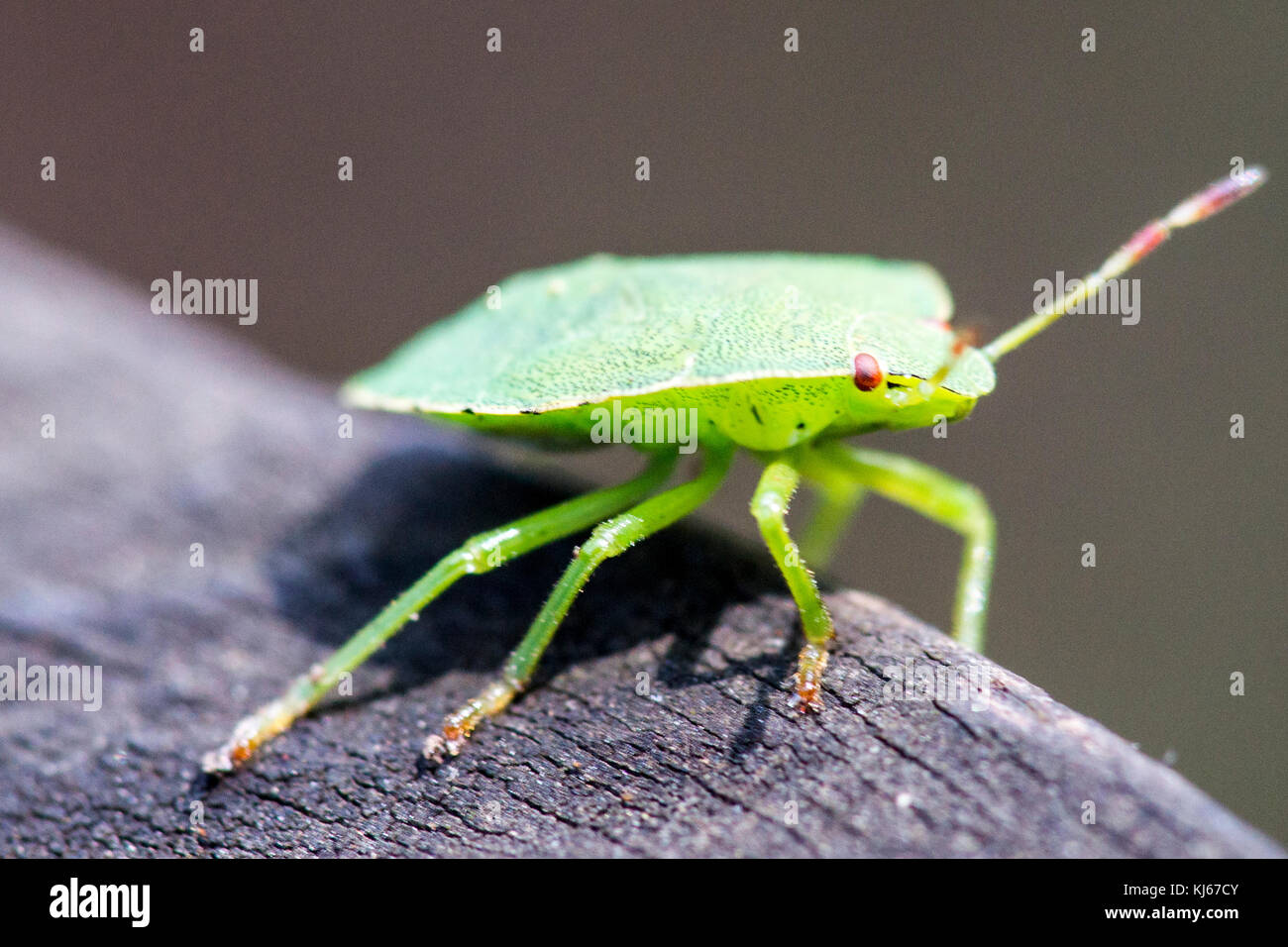 The Green shield bug Stock Photo - Alamy