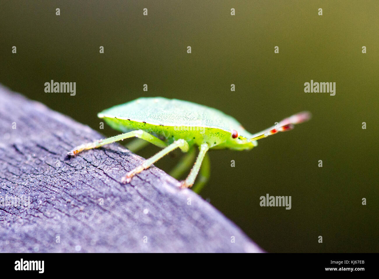 The Green shield bug Stock Photo - Alamy